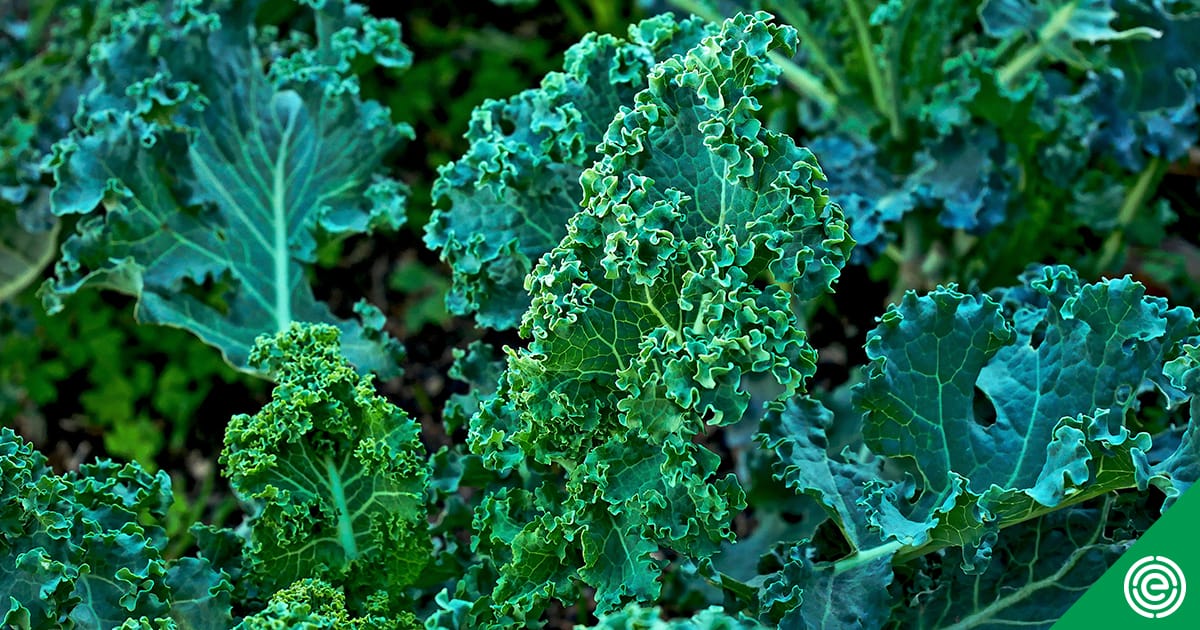 EWG's 2019 Shopper's Guide to Pesticides in Produce | Kale